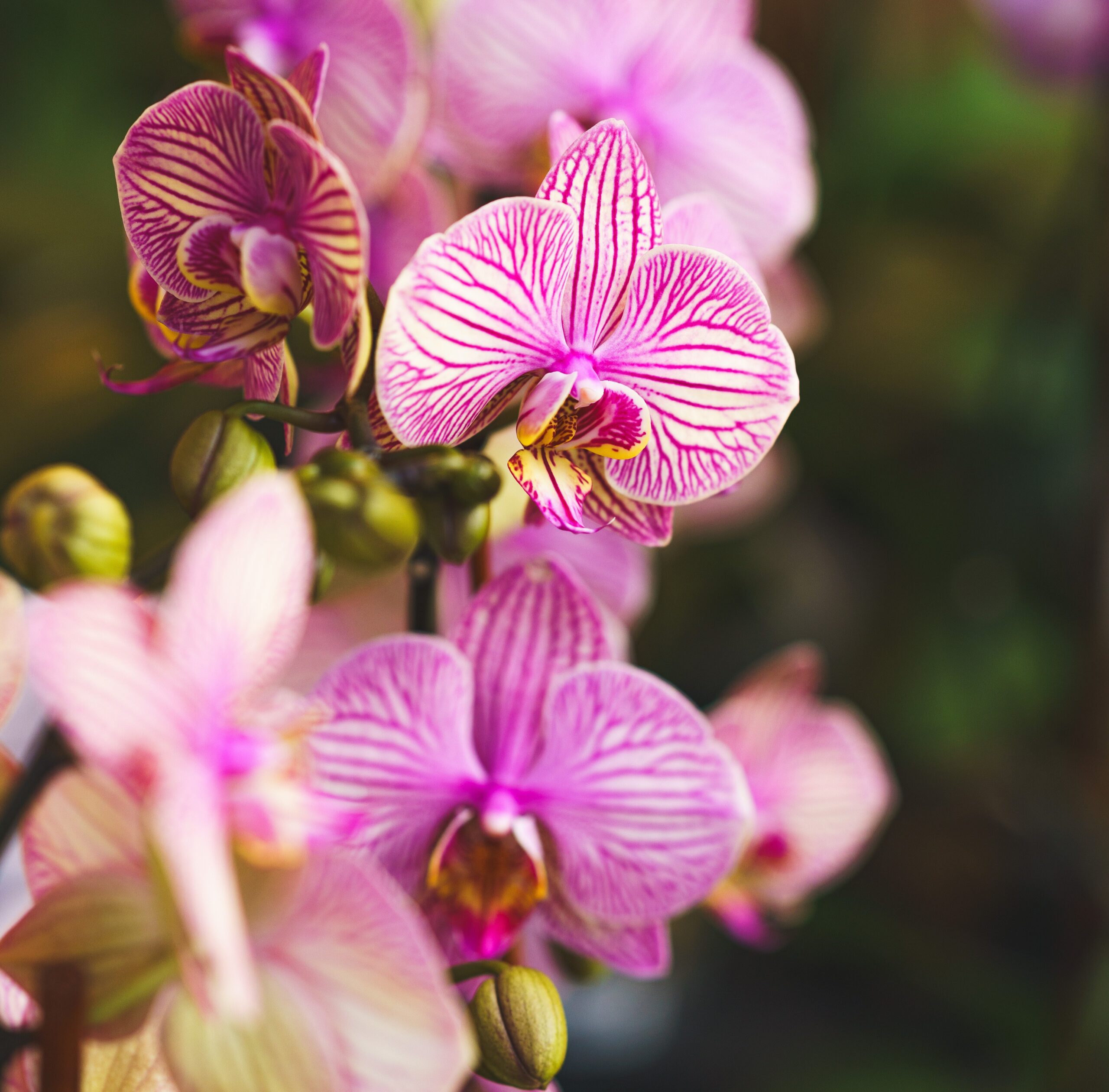 Phalaenopsis Orchids: Easy Elegance for Every Home - Mahoney's Garden ...