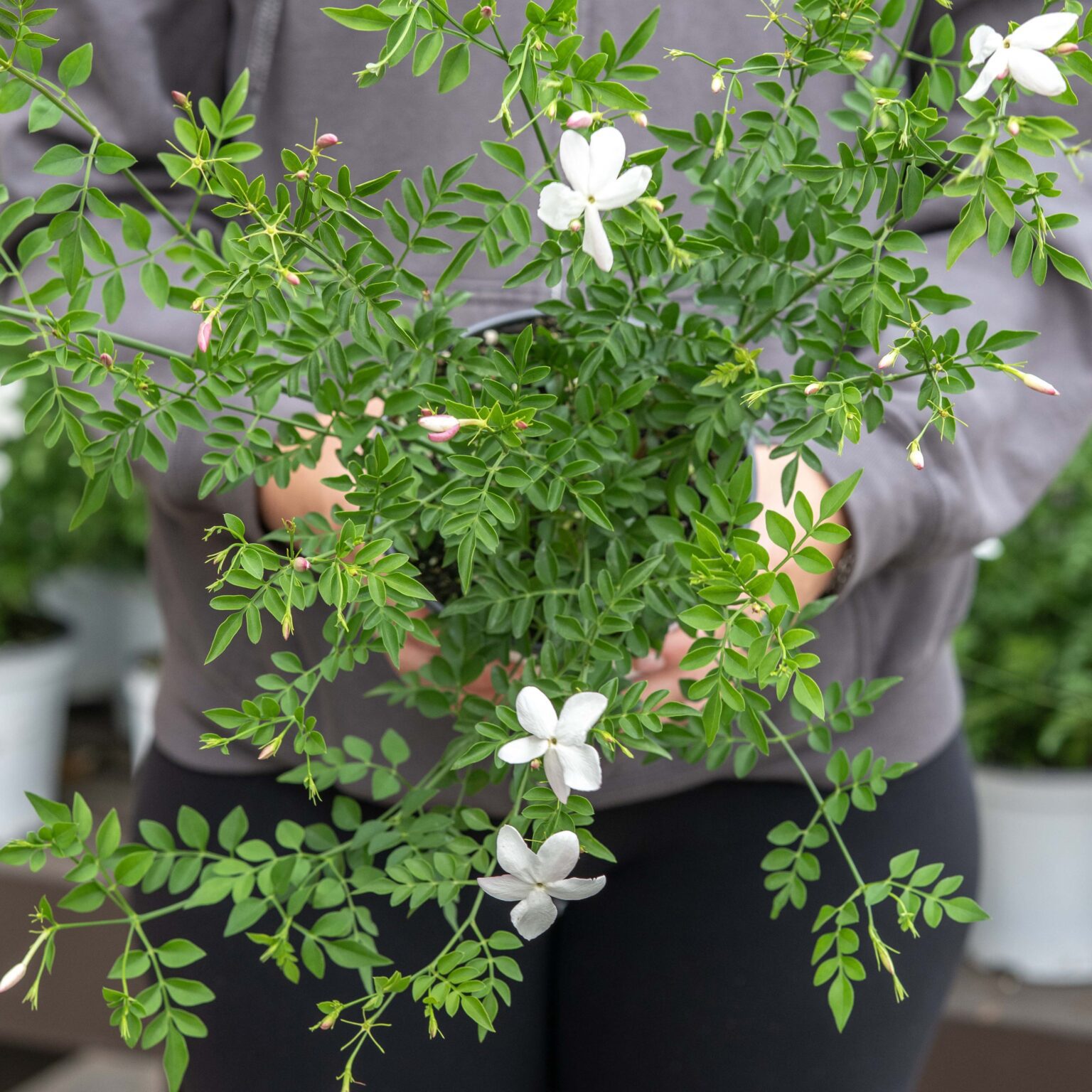 Beat the Winter Blues with Indoor Blooms: Plants That Flower Inside All ...