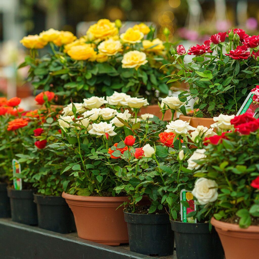 Roses & Romance: The Meaning Behind Valentine’s Day’s Most Iconic ...