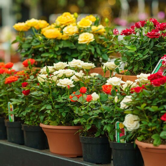 Roses & Romance: The Meaning Behind Valentine’s Day’s Most Iconic ...
