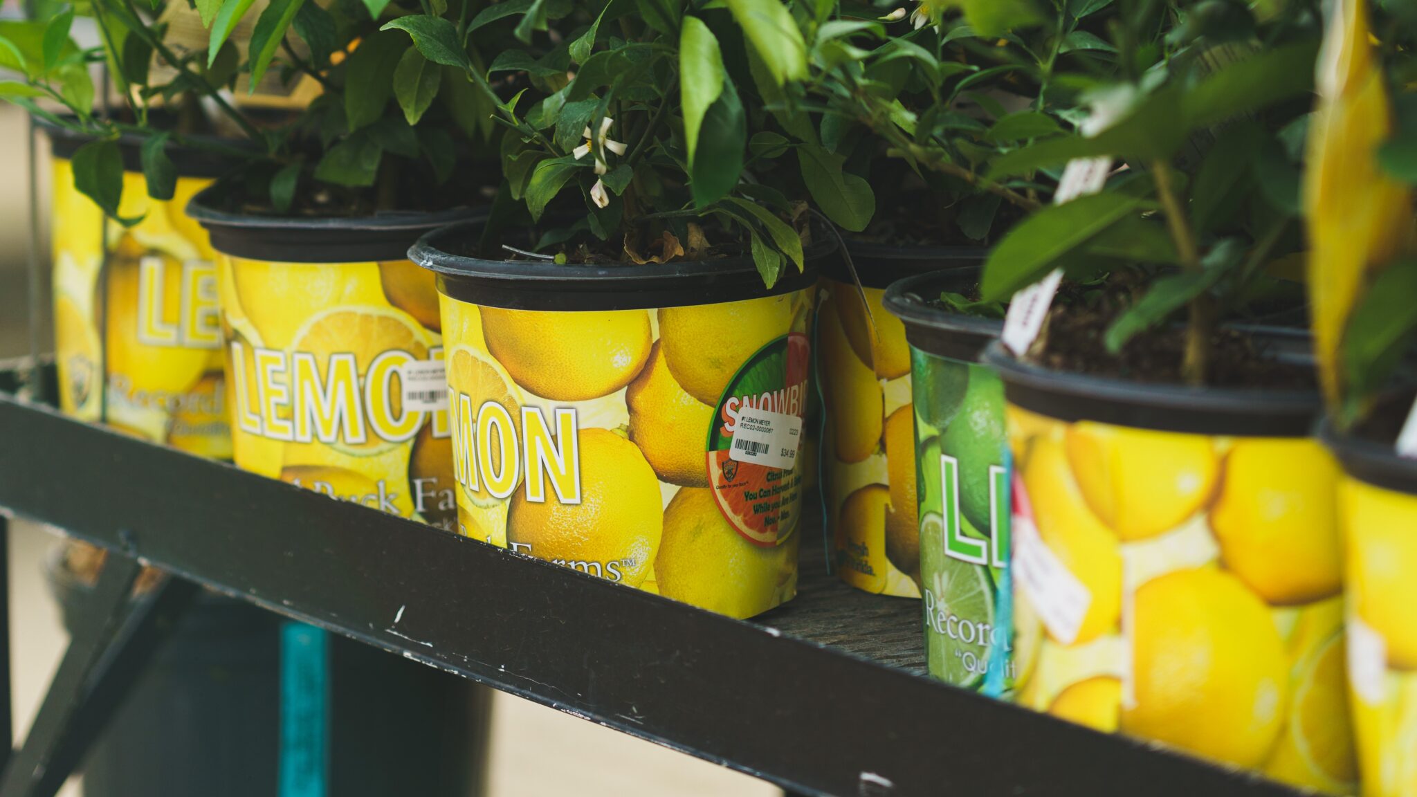 Citrus Trees at Home: Winter Care Tips for Lemons, Limes & More ...