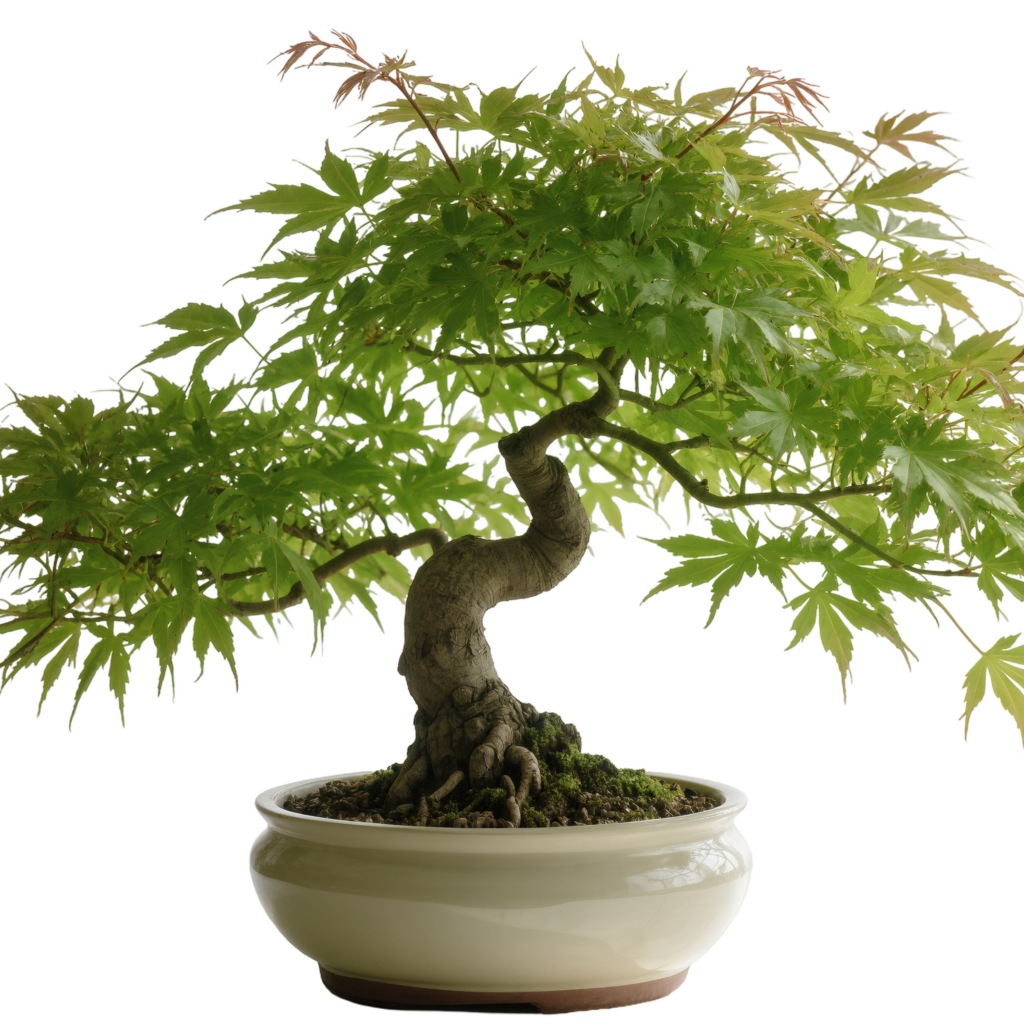 Indoor vs. Outdoor Bonsai: Which Type Is Right for You? - Mahoney's ...